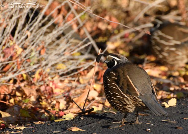 Male California Quail on an urban trail – On The Wing Photography