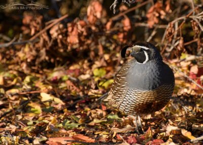 California Quail male and fall leaves – On The Wing Photography