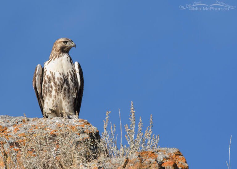 Desert Red-tailed Hawk Photos - Mia McPherson's On The Wing Photography