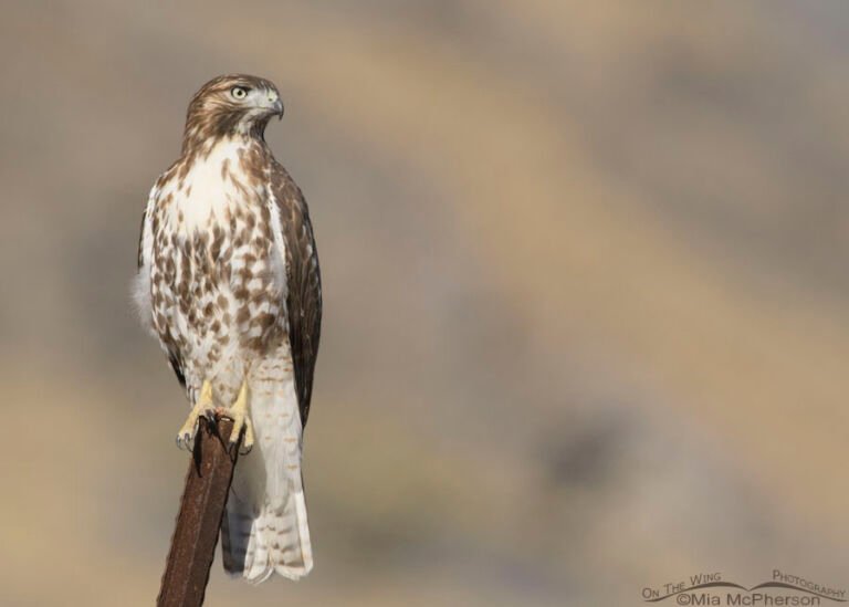 Desert Red-tailed Hawk Photos - Mia McPherson's On The Wing Photography