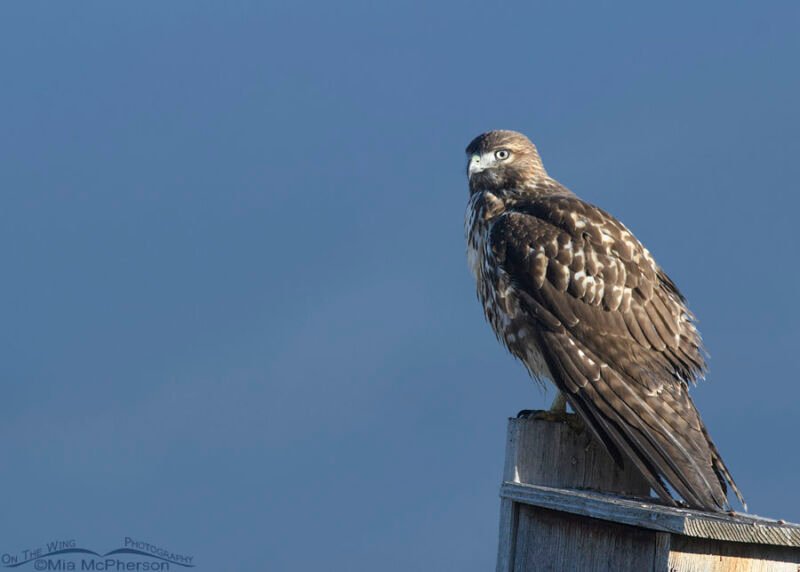 Immature Red-tailed Hawk on a nest box in early morning light – Mia ...