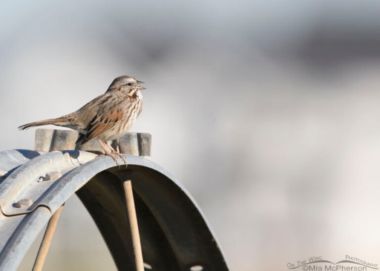 Singing Song Sparrow On Farm Equipment - Mia McPherson's On The Wing ...