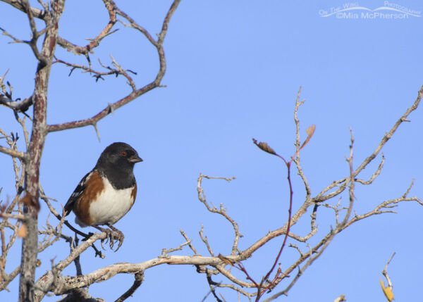 Male Spotted Towhee – Urban Birds - Mia McPherson's On The Wing Photography
