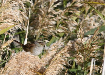 Swamp Sparrow Images - Mia McPherson's On The Wing Photography