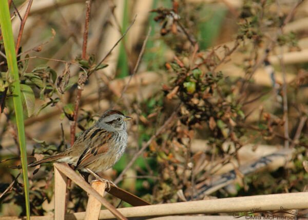 Swamp Sparrow Images - Mia McPherson's On The Wing Photography