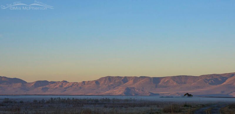 Ground fog at Bear River MBR – On The Wing Photography