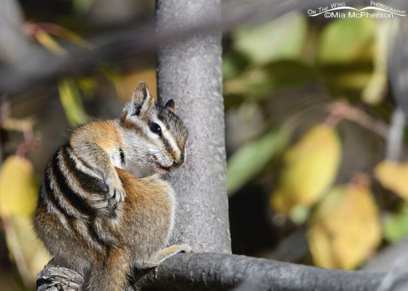 Funny Least Chipmunk Butt Shot - Mia McPherson's On The Wing Photography