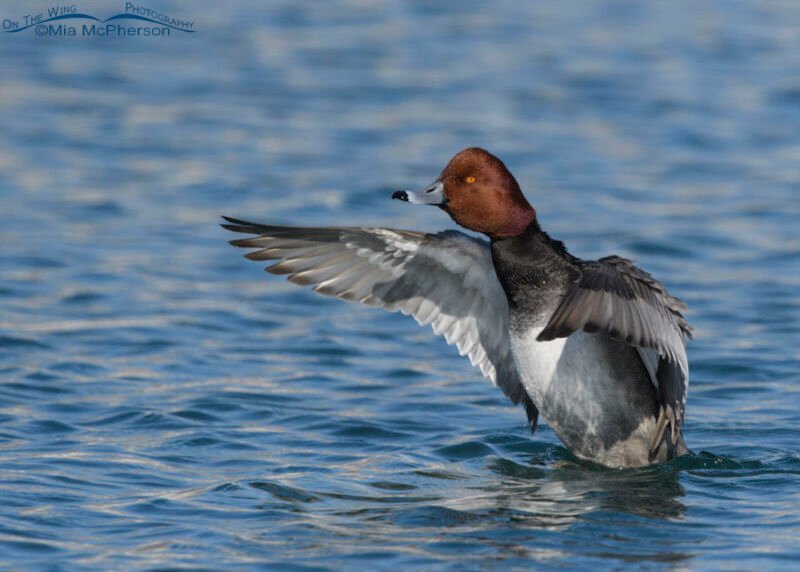 Redhead drake flapping his wings on an urban pond – Mia McPherson's On ...