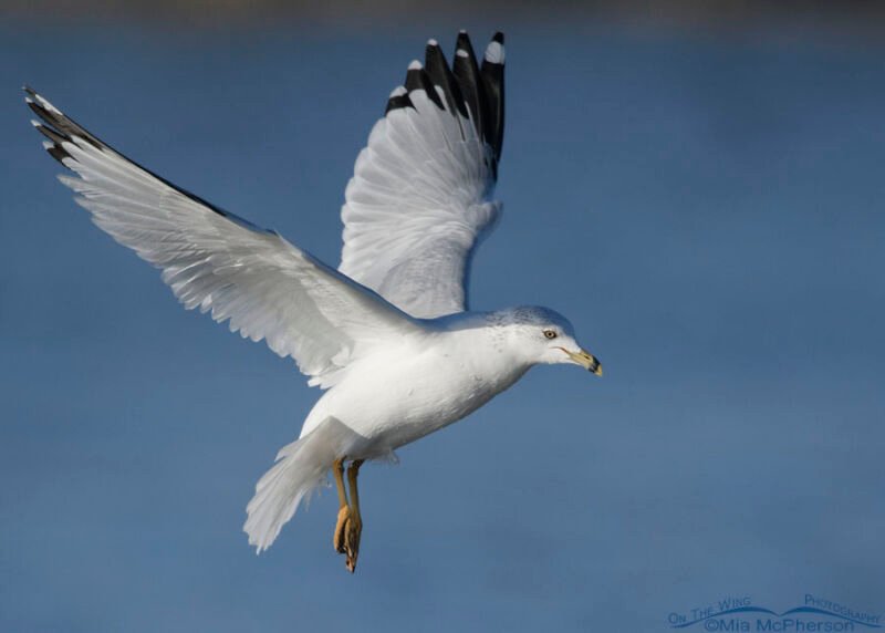 One Ring-billed Gull in a feeding frenzy – On The Wing Photography