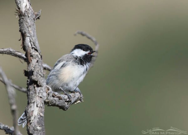 Singing Black-capped Chickadee adult – On The Wing Photography