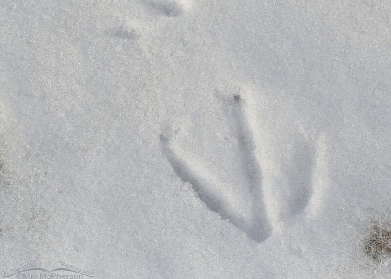 Canada Goose – Mia McPherson's On The Wing Photography