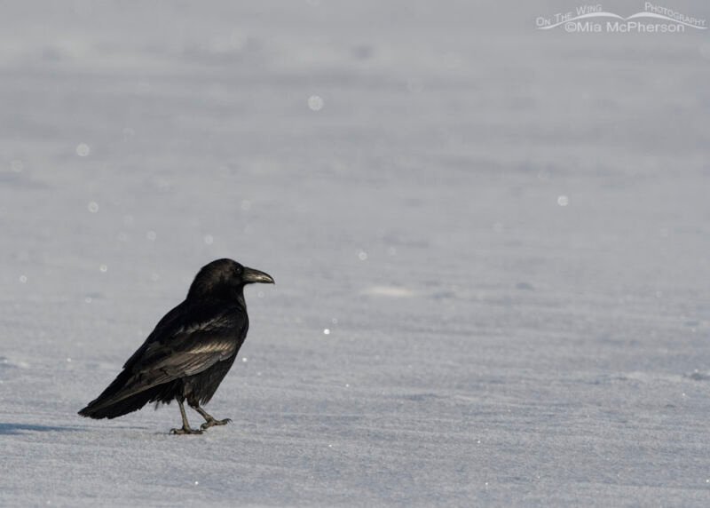 Common Raven Images – Mia McPherson's On The Wing Photography