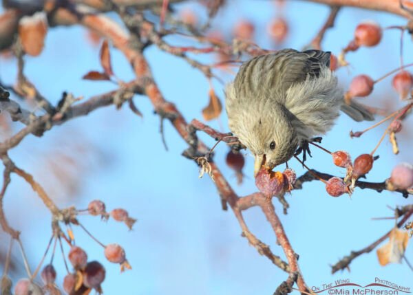 Female House Finch Eating Crabapples - Mia McPherson's On The Wing ...