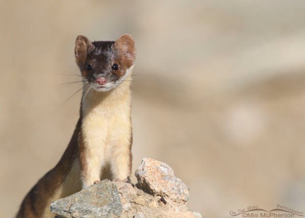 Curious Long-tailed Weasel on a rock pile – Mia McPherson's On The Wing ...