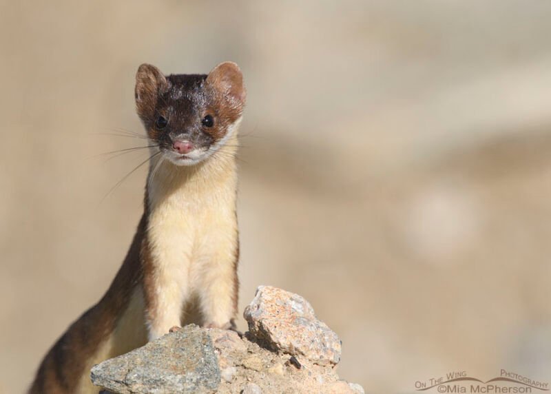 Curious Long-tailed Weasel on a rock pile – Mia McPherson's On The Wing ...