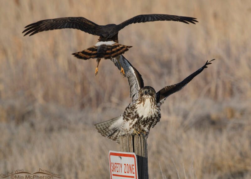 Northern Harrier dive bombing an immature Red-tailed Hawk – Mia ...