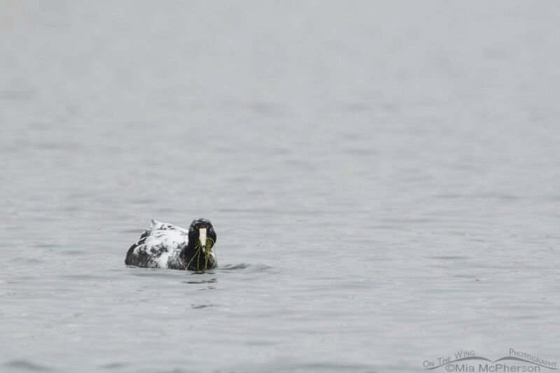 Leucistic American Coot In Salt Lake County - Mia McPherson's On The ...