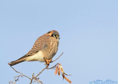 Tree top American Kestrel female – Mia McPherson's On The Wing Photography