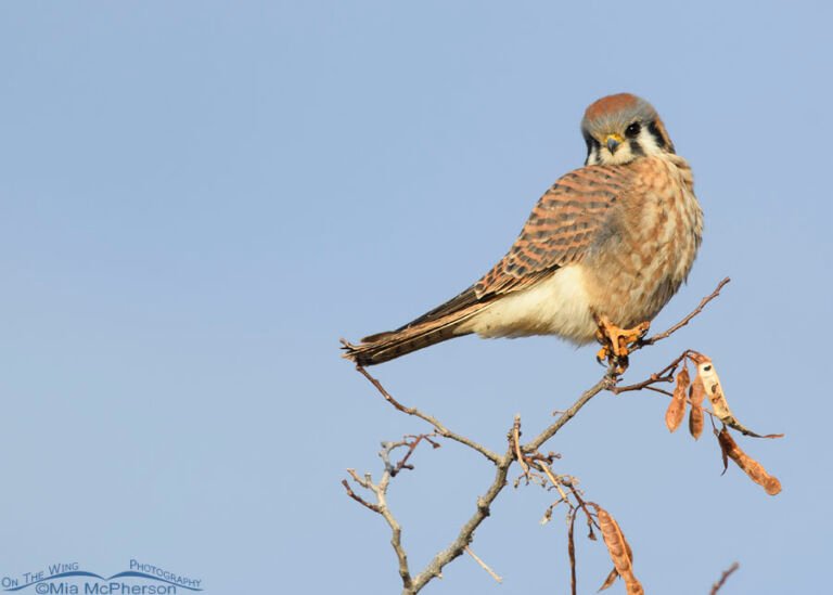 Female American Kestrel On A Tree Top - Mia McPherson's On The Wing ...