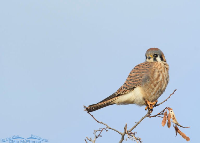 Female American Kestrel On A Tree Top - On The Wing Photography