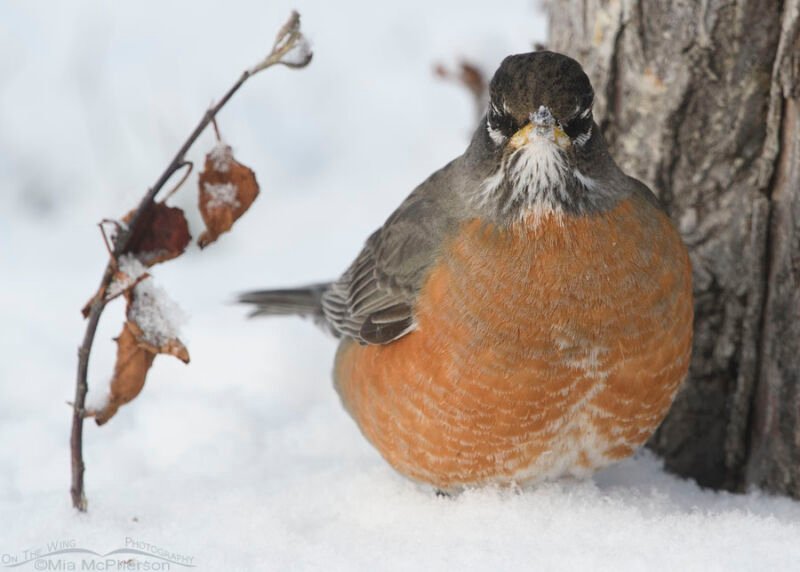 American Robin borb – Mia McPherson's On The Wing Photography
