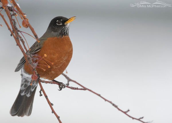 Winter American Robin in a crabapple – Mia McPherson's On The Wing ...