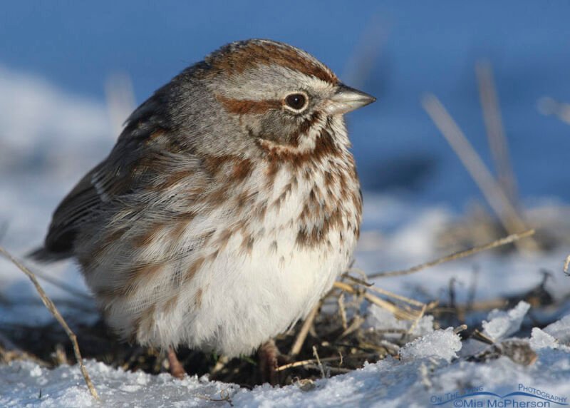 Puffball Song Sparrow – Mia McPherson's On The Wing Photography