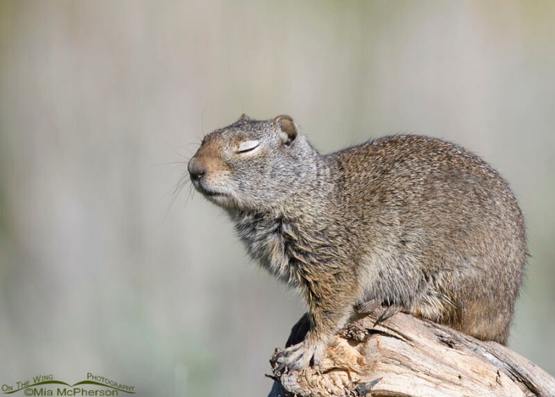 Dozing Uinta Ground Squirrel – Mia McPherson's On The Wing Photography