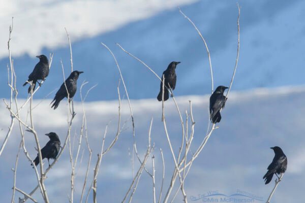Six American Crows in a tree – Mia McPherson's On The Wing Photography