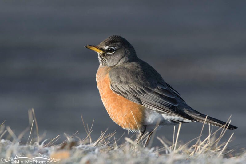 American Robin and frosty grasses – Mia McPherson's On The Wing Photography