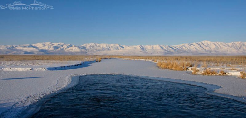 Wild beauty of Bear River MBR – On The Wing Photography