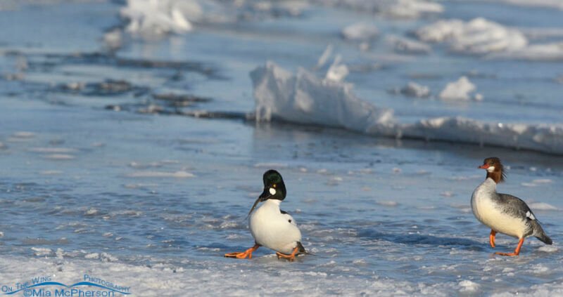 Drake Common Goldeneye slipping on ice with prey in his bill – On The ...