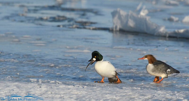 Common Goldeneye with a fish running away from a Common Merganser – Mia ...