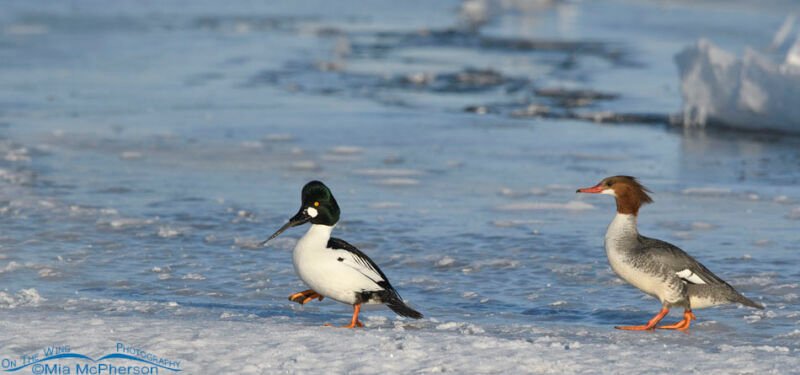 Common Goldeneye with a shad followed by a Common Merganser – Mia ...
