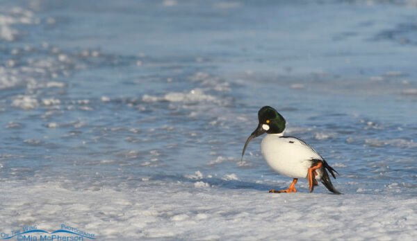 Common Goldeneye drake with a fish in his bill – On The Wing Photography