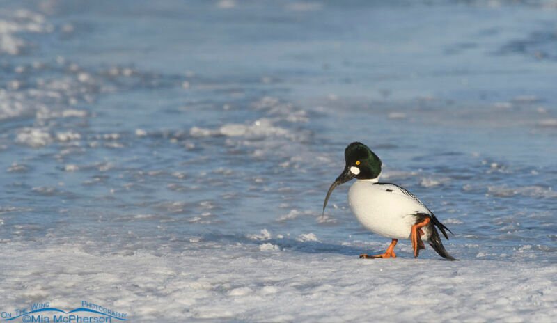 Common Goldeneye drake with a fish in his bill – On The Wing Photography