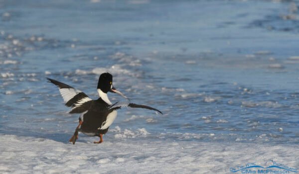 Common Goldeneye drake running with his shad – Mia McPherson's On The ...
