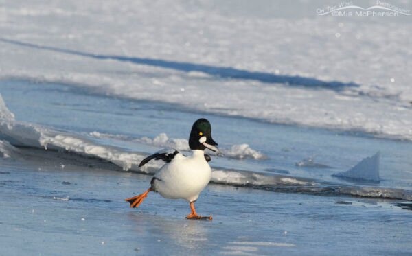 Drake Common Goldeneye sliding on ice – Mia McPherson's On The Wing ...