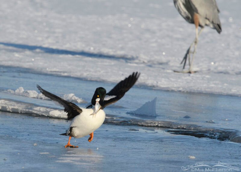 Common Goldeneye drake running on thin ice with his shad – On The Wing ...
