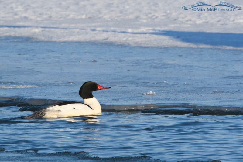 Drake Common Merganser at Bear River MBR – On The Wing Photography