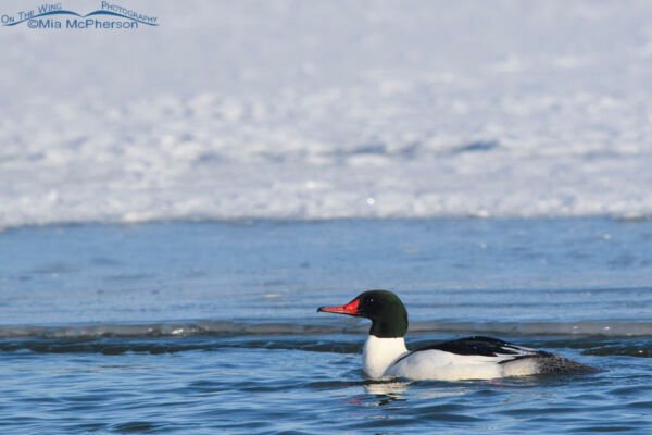 Dapper Drake Common Merganser At Bear River MBR - Mia McPherson's On ...