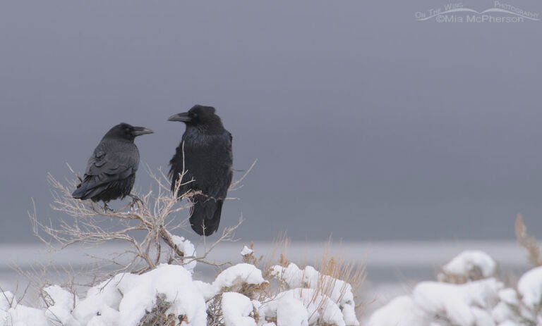 Common Ravens – Valentine’s Day Love Birds - Mia McPherson's On The ...