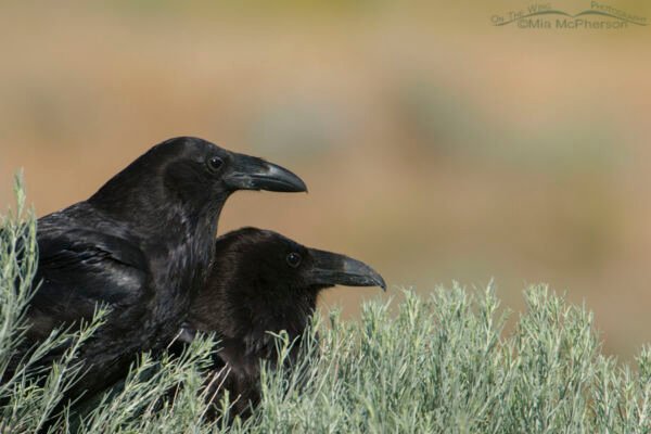 Common Ravens – Valentine’s Day Love Birds - Mia McPherson's On The ...