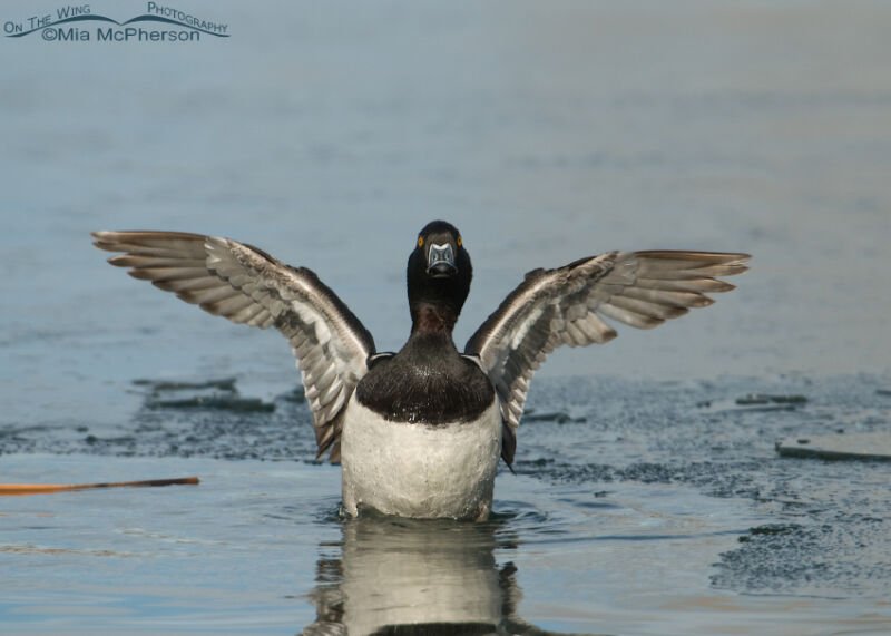 Ring-necked Duck drake flapping its wings – Mia McPherson's On The Wing ...