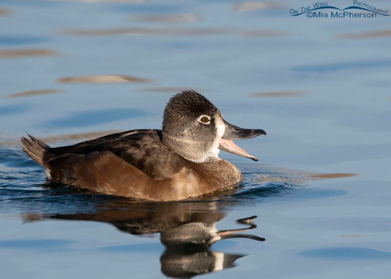 Hen Ring-necked Duck with her bill open wide – Mia McPherson's On The ...