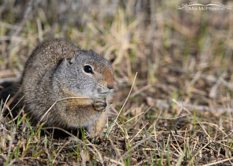 Uinta Ground Squirrel with spring grasses – Mia McPherson's On The Wing ...