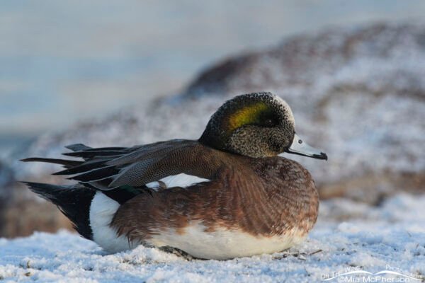 Urban Drake American Wigeon In Snow - Mia McPherson's On The Wing ...