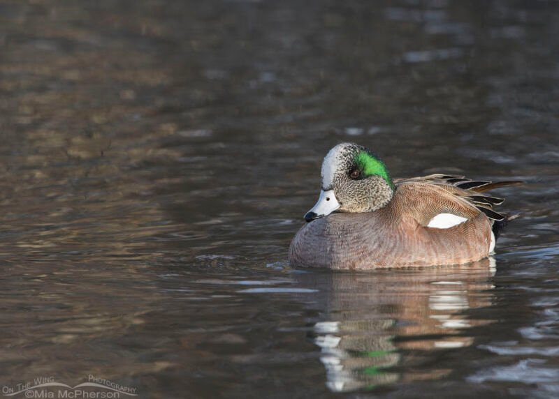 American Wigeon Images - Mia McPherson's On The Wing Photography