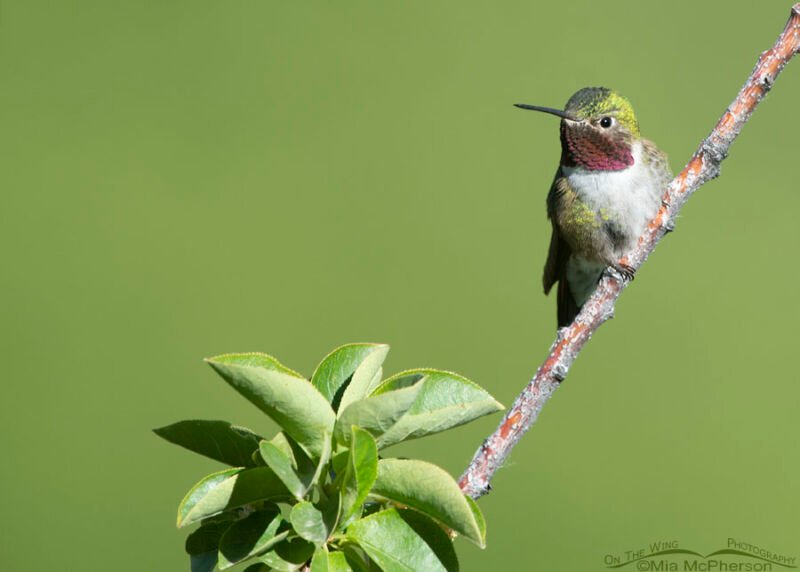 Broad-tailed Hummingbird Daydreams - Mia McPherson's On The Wing ...