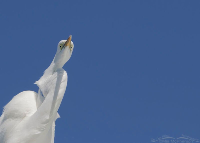 When Life Gives You A Twisted Neck Just Go With The Flow - Mia ...